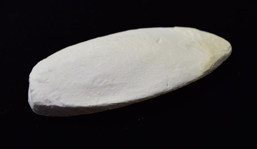 Cuttlebone – Calcium Supplement | Divide and Culture