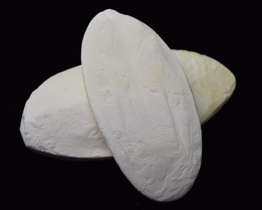 Cuttlebone – Calcium Supplement | Divide and Culture