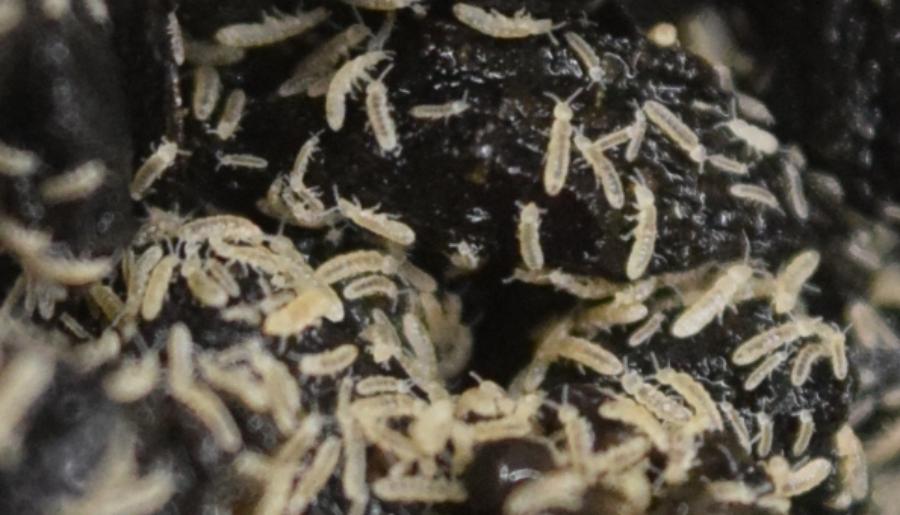 Springtail - Folsomia Candida (Collembola) | Divide and Culture