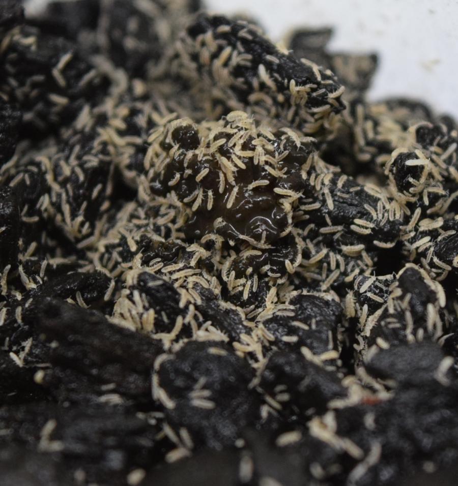 Springtail - Folsomia Candida (Collembola) | Divide and Culture