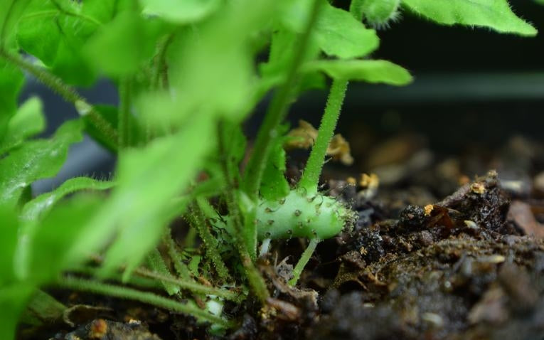 Polypodium formosanus – Caterpillar Fern | Divide and Culture