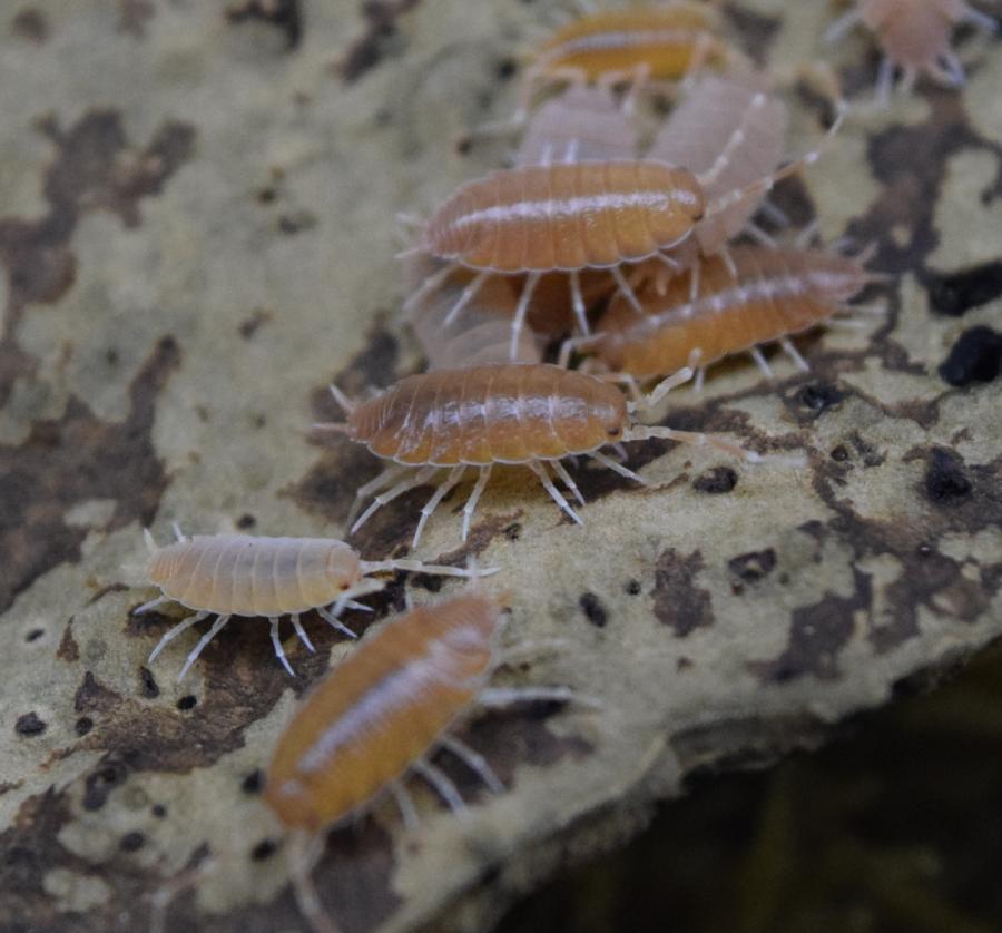 Porcellionides pruinosus ‘Powder Orange’ | Divide and Culture