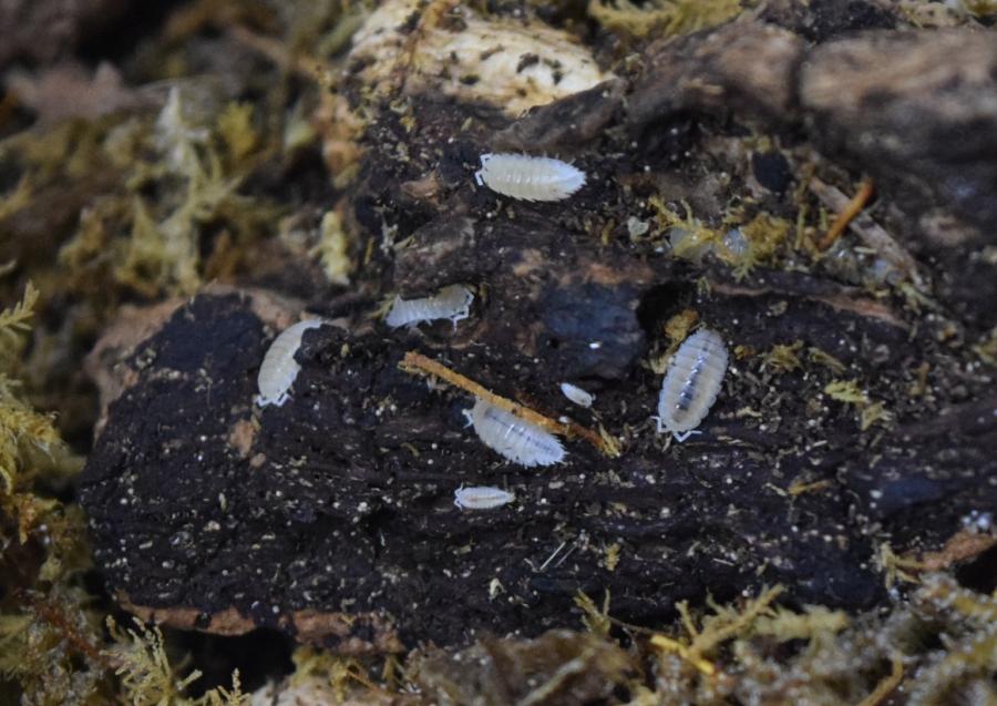 Dwarf White Isopod - Trichorhina tormentosa | Divide and Culture